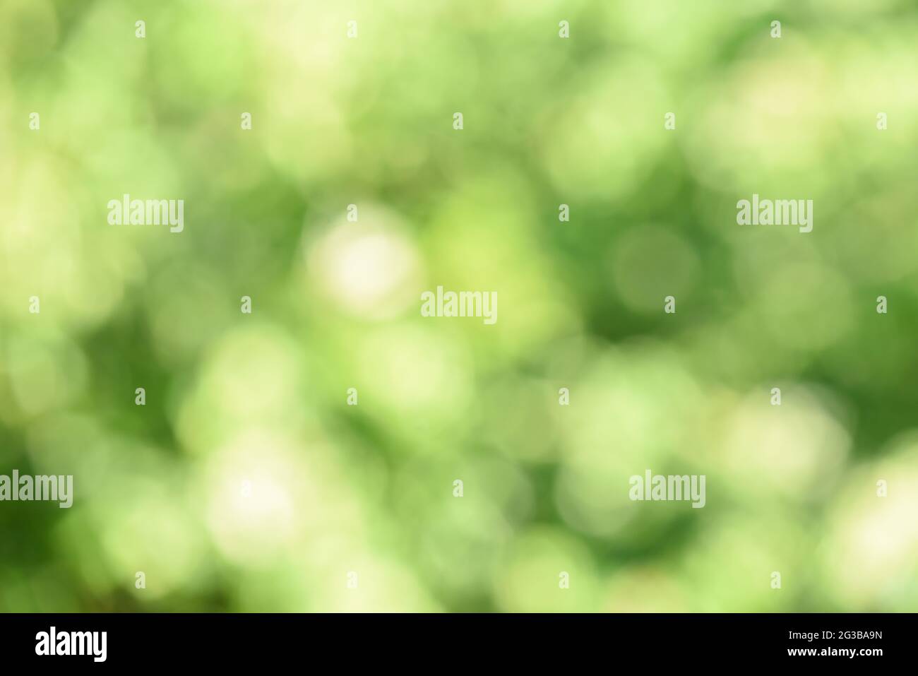 Green nature background blur from natural leaves in sunlight Stock ...