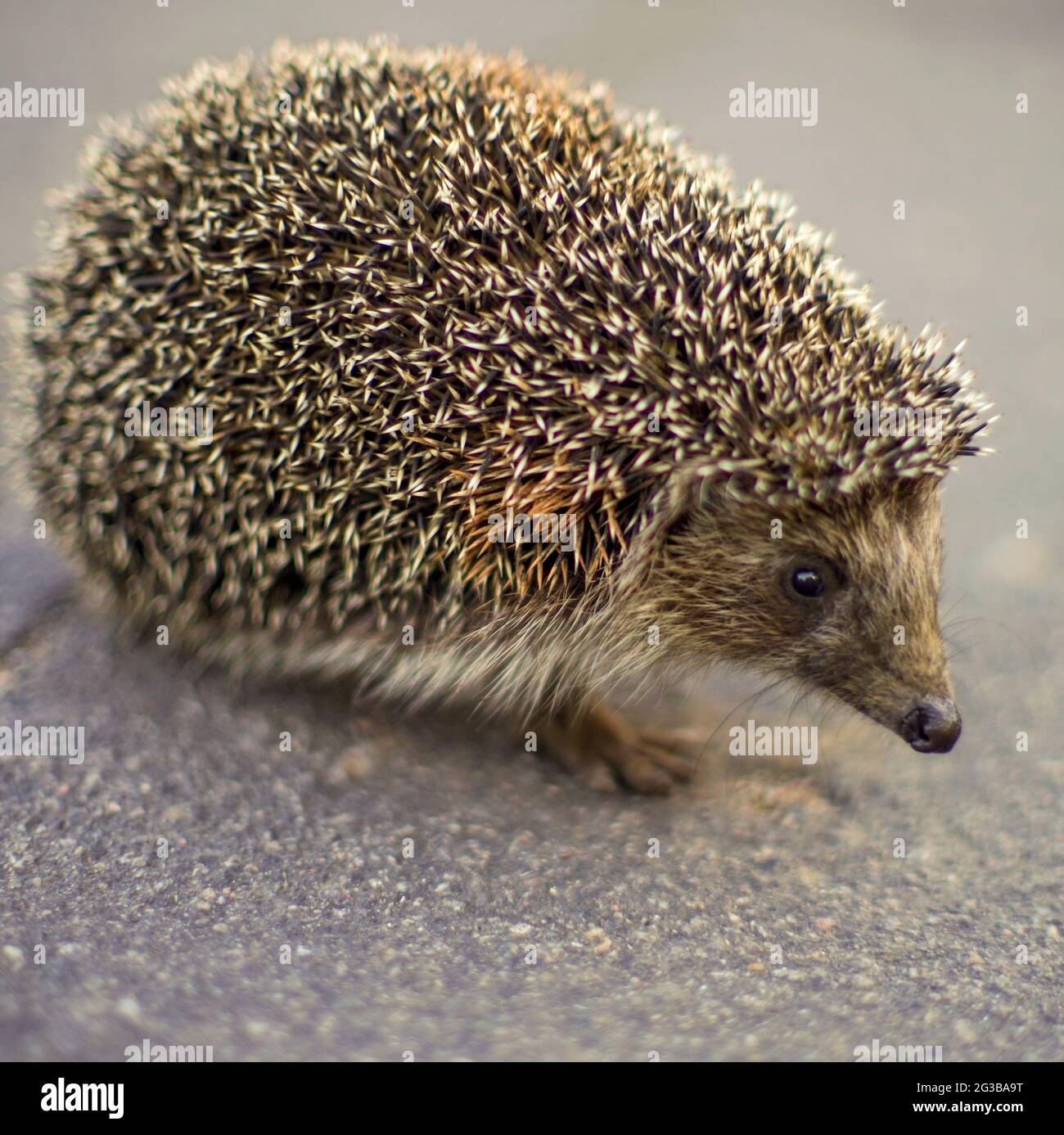 Closeup hedgehog walk on the asphalt road in summer Stock Photo - Alamy