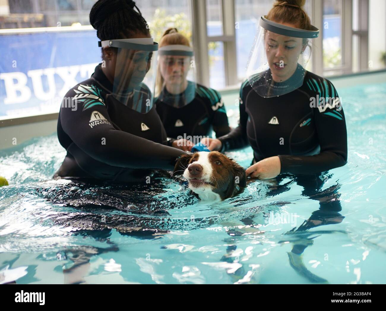 Hydrotherapists treating Charley, a two-year-old Border Collie who has ...