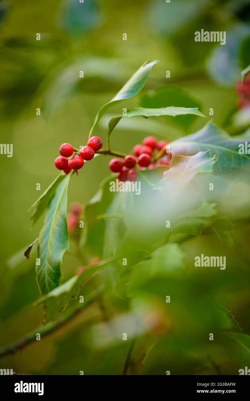 Hoja de acebo hi-res stock photography and images - Alamy