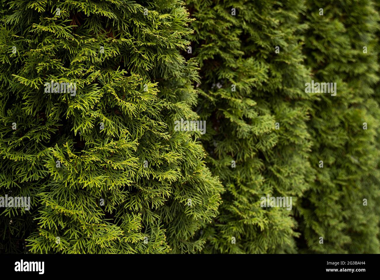 Green hedge of thuja trees. Closeup fresh green branches of thuja trees ...