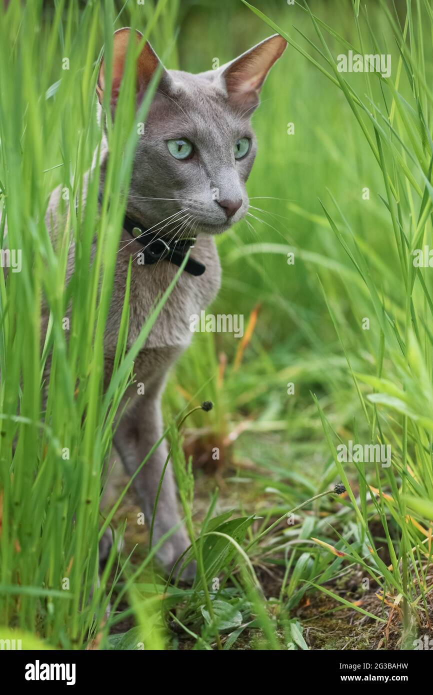 Grey Young Cat Sitting In High Green Grass In Summer Park. Breed Of ...