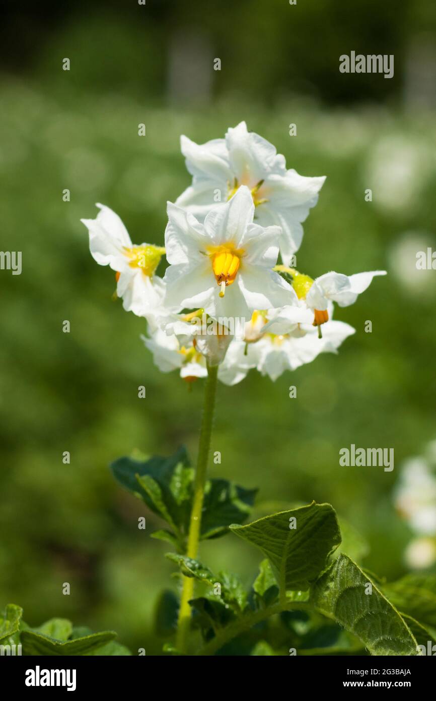 Flowers Young Plant Potatoes On Field Close Up Stock Photo - Alamy