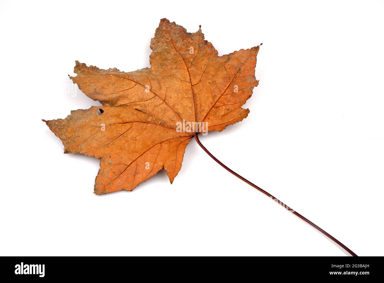 Maple leave close up isolated on white background Stock Photo - Alamy