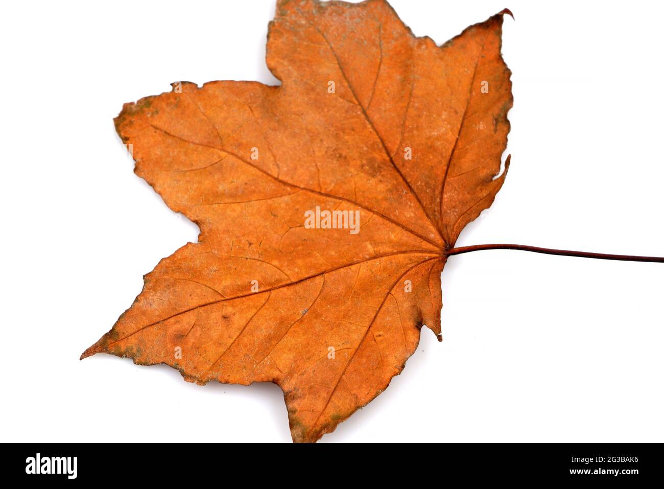 Beautiful autumn leaf on white background. Fall foliage Stock Photo - Alamy