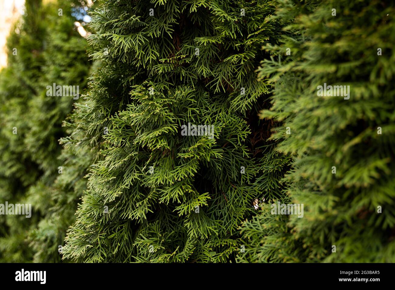 Green hedge of thuja trees. Closeup fresh green branches of thuja trees ...