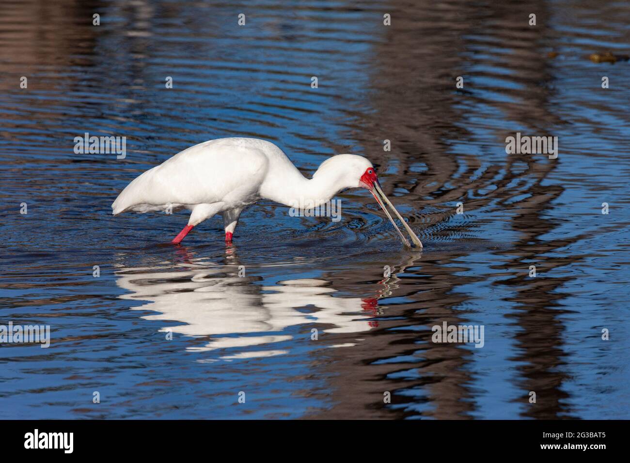 African spoonbill (Platalea alba) in the Xakanixa region of the ...