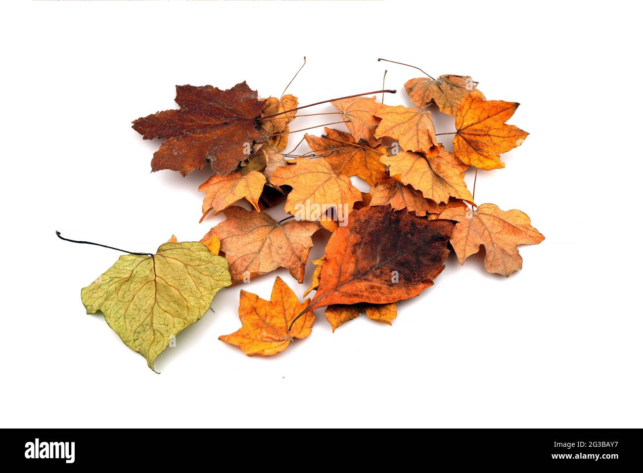 Autumn falling leaves isolated on white background Stock Photo - Alamy