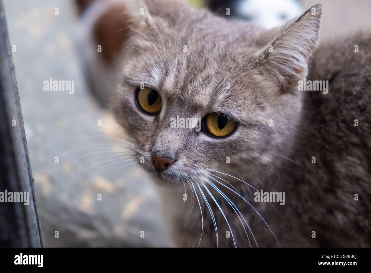 Cat with gray eye hi-res stock photography and images - Alamy