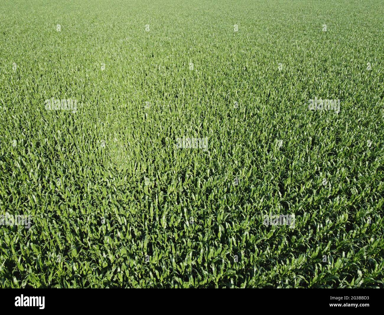 Extensive corn fields, top view. Green farm fields, landscape Stock ...