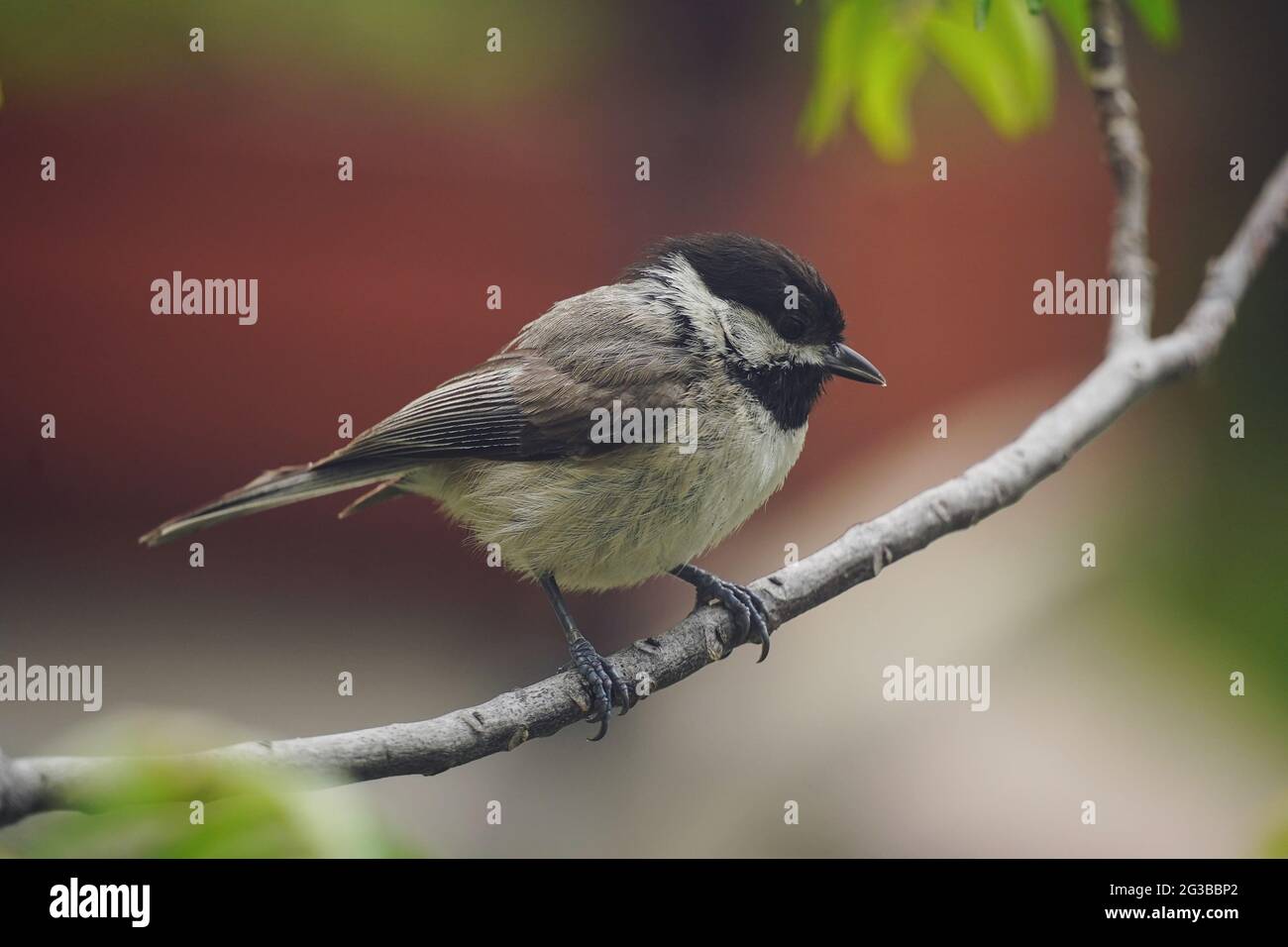 Black Capped Chickadee - Summer backyard birds, selective focus Stock ...