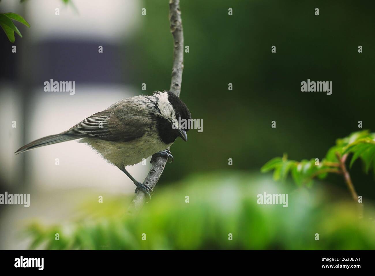 Chickadees High Resolution Stock Photography and Images - Alamy