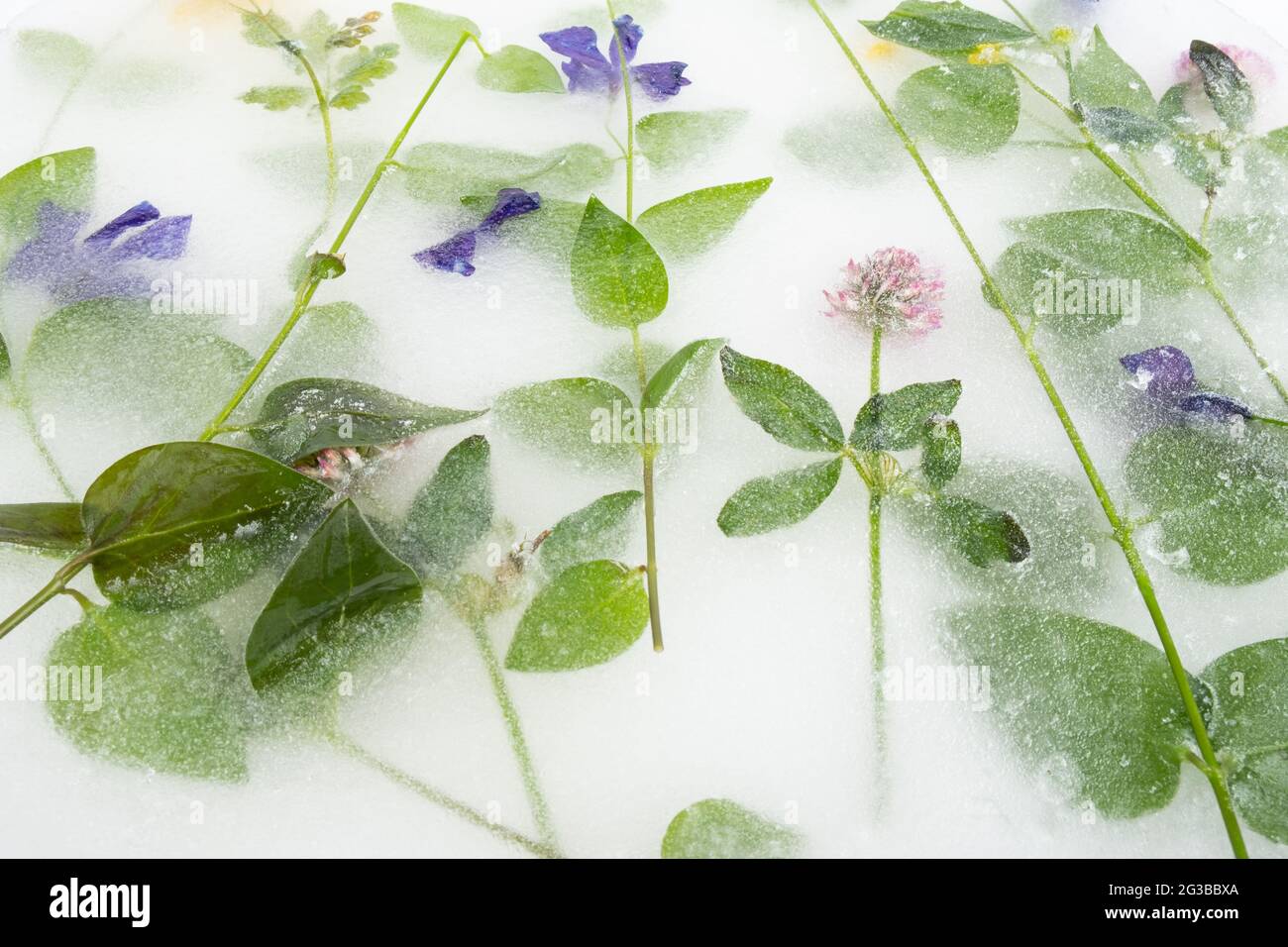 Beautiful flowers in ice hi-res stock photography and images - Alamy