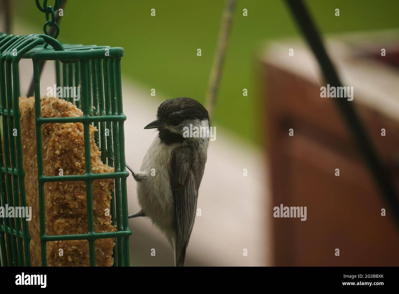 Chickadees High Resolution Stock Photography and Images - Alamy