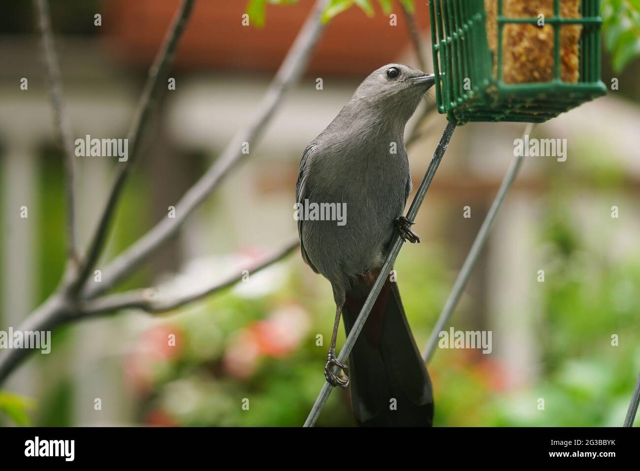 Environment animals small trees small birds hi-res stock photography ...
