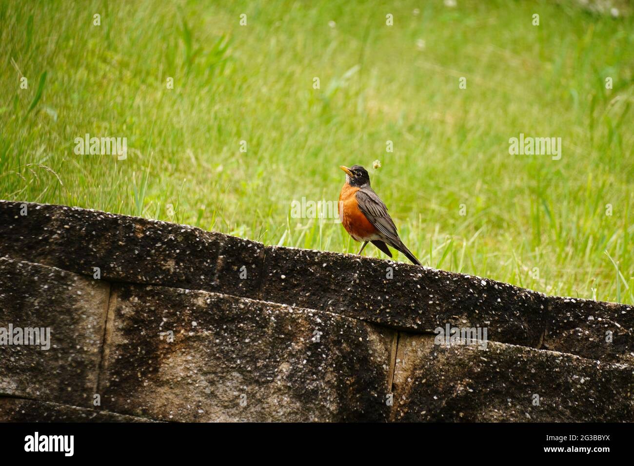 American Robin sittingon compound wall - Backyard birds Stock Photo - Alamy