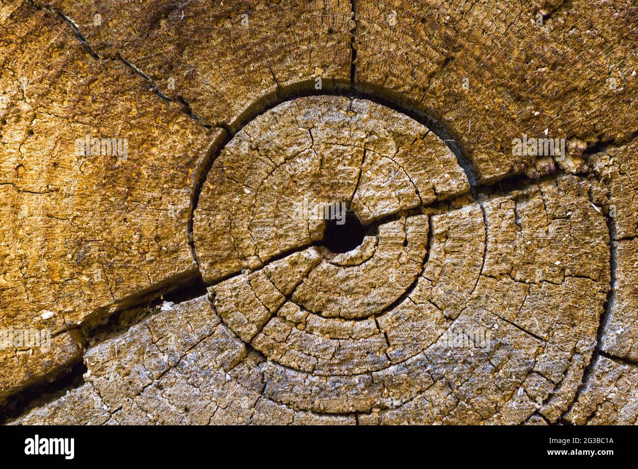 Texture of cut and dry tree with age rings Stock Photo - Alamy