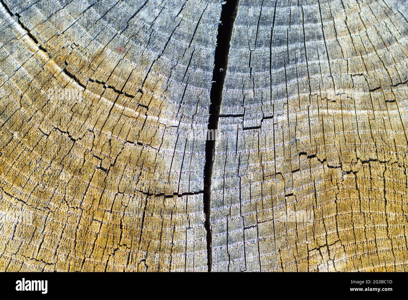 Texture of cut and dry tree with age rings Stock Photo - Alamy