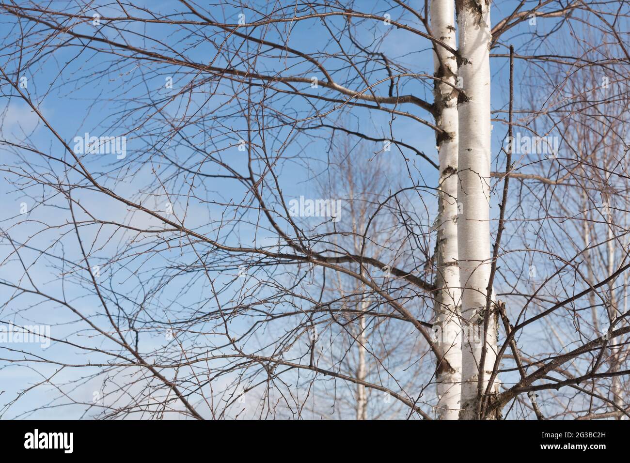 Branches Of Tree Birch On Blue Sky Background Outdoor Close Up Stock ...