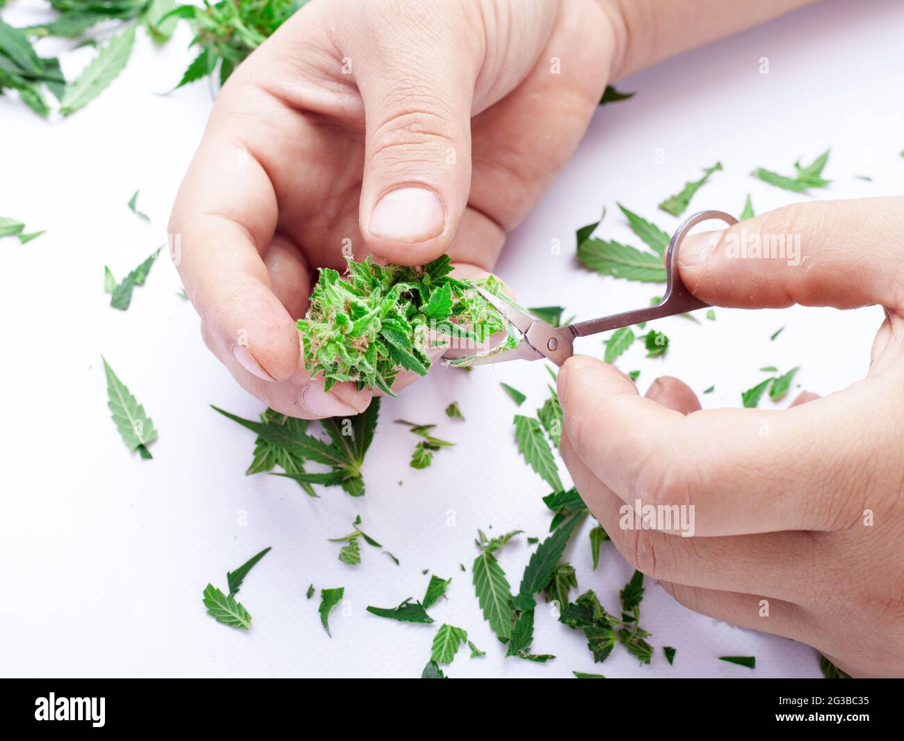 Autoflower hi-res stock photography and images - Alamy