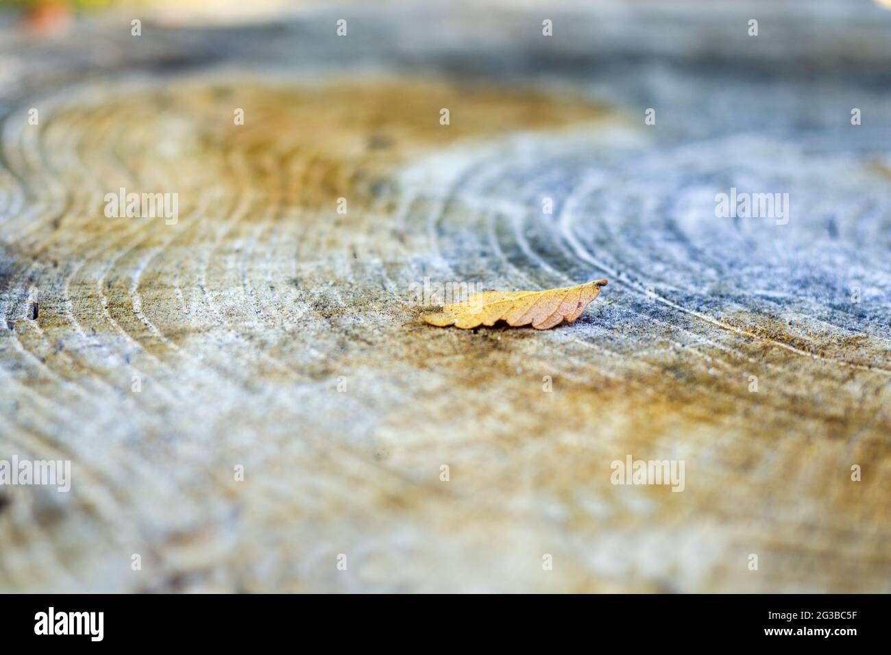 Texture of cut and dry tree with age rings Stock Photo - Alamy