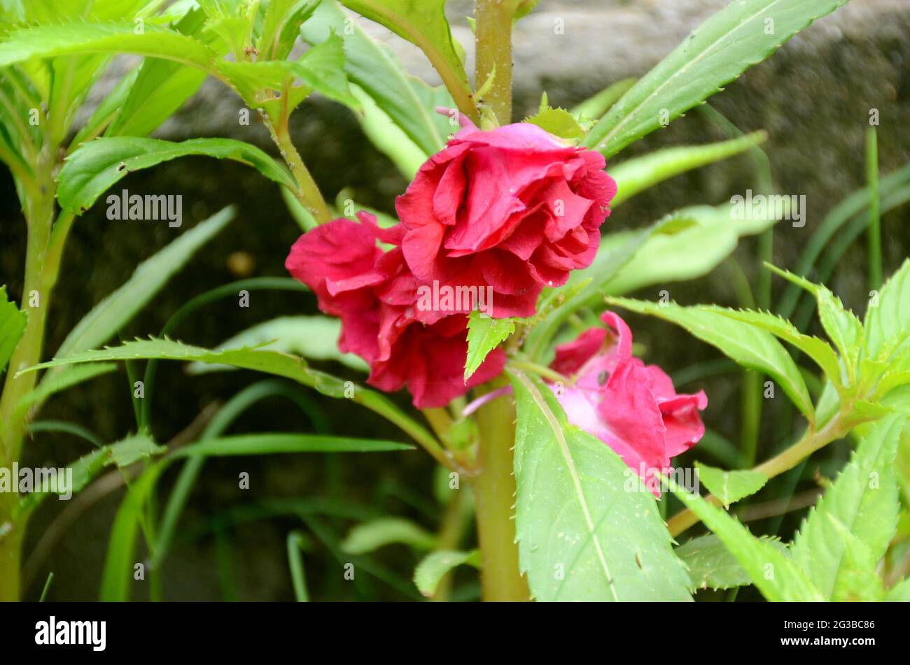 Closeup shot of a red Balsam flower in a botanical garden Stock Photo ...