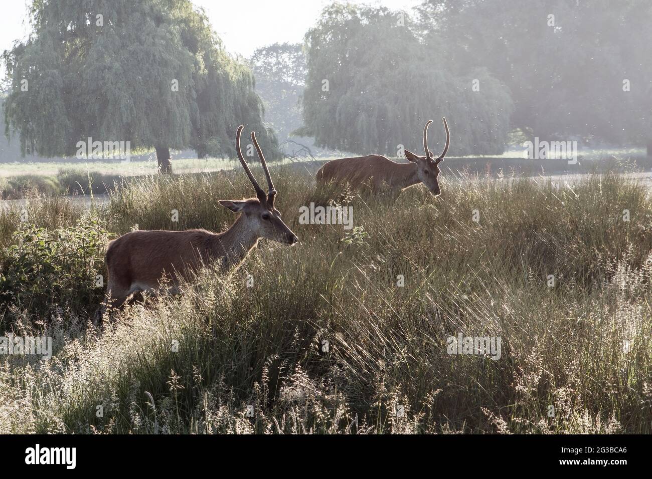 Two Stags Running High Resolution Stock Photography and Images - Alamy