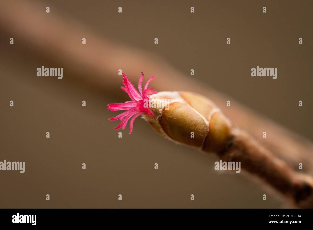 Hazel Tree Bud High Resolution Stock Photography and Images - Alamy