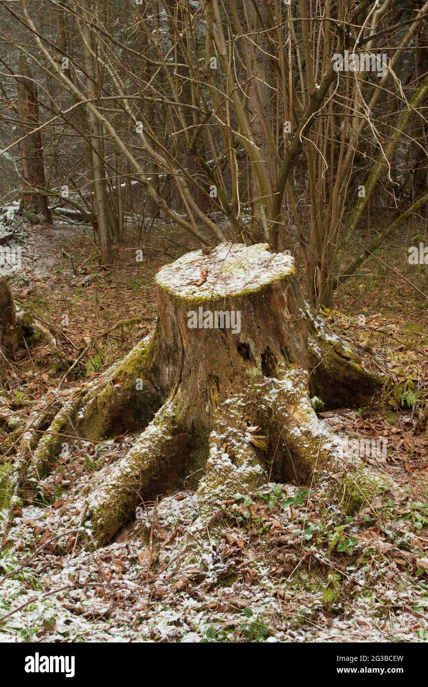 Tree stump with snow hi-res stock photography and images - Alamy