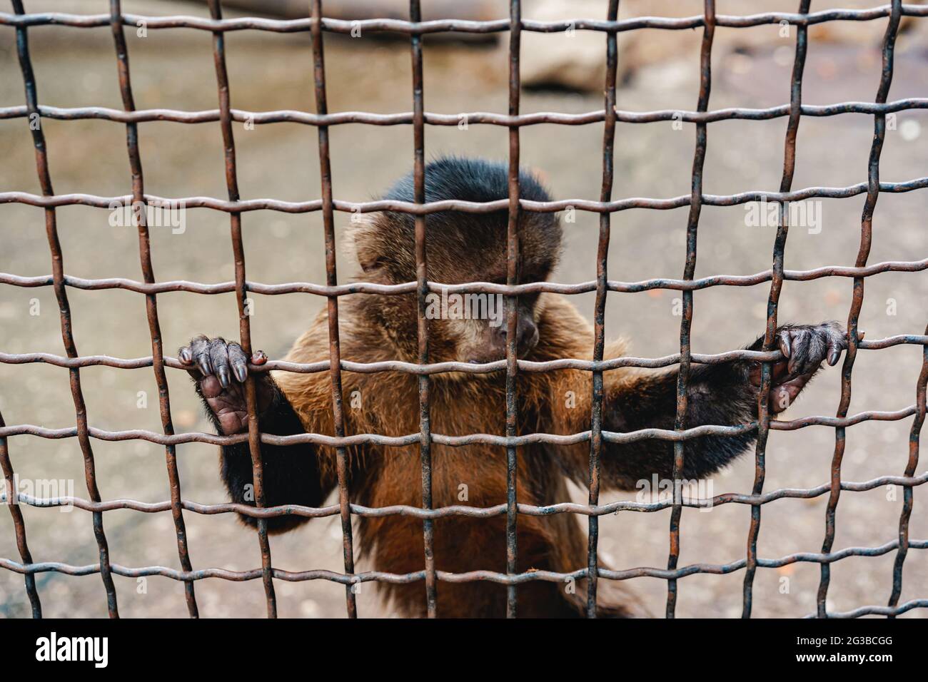Little monkey hanging on the grate of zoo cage Stock Photo - Alamy