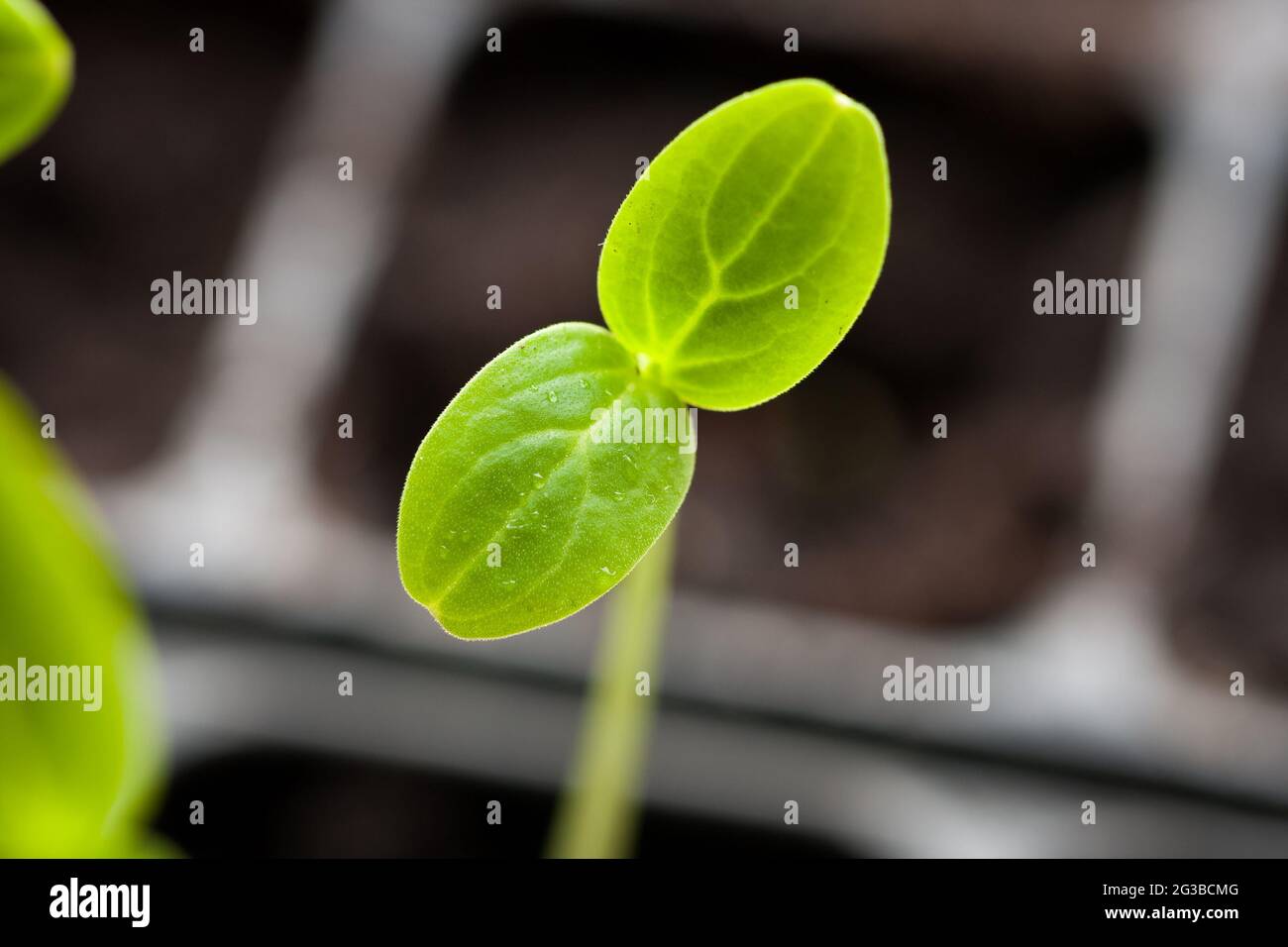 Green leaf growing from hi-res stock photography and images - Alamy