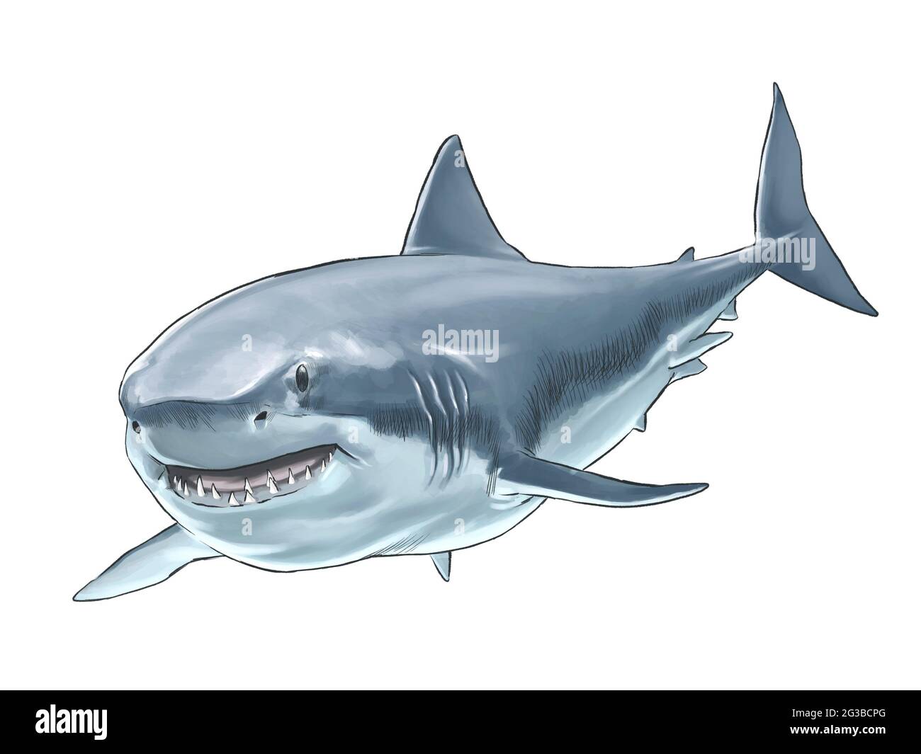 Big shark on white background Stock Photo - Alamy