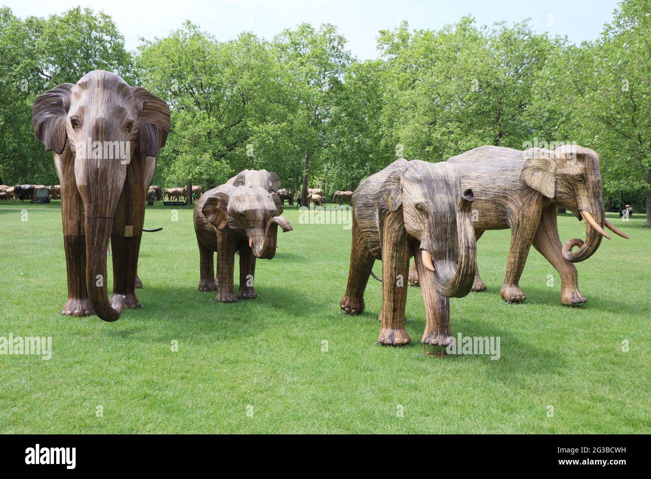 Wildlife conservation charity elep hi-res stock photography and images ...