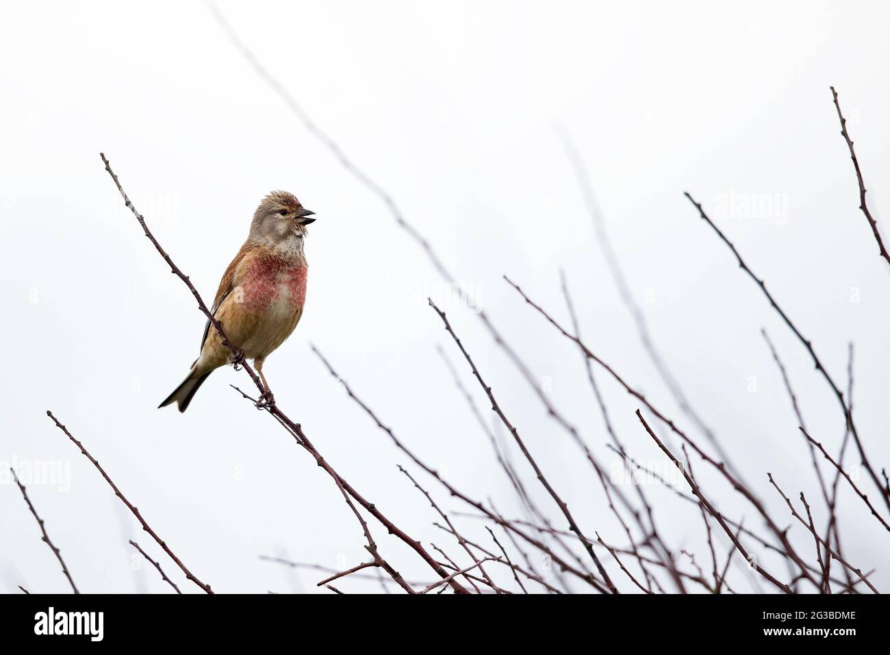 Linnets singing hi-res stock photography and images - Alamy