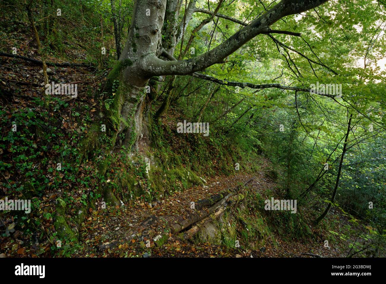 Path up to the summit of Salga Aguda through the forest on the north ...