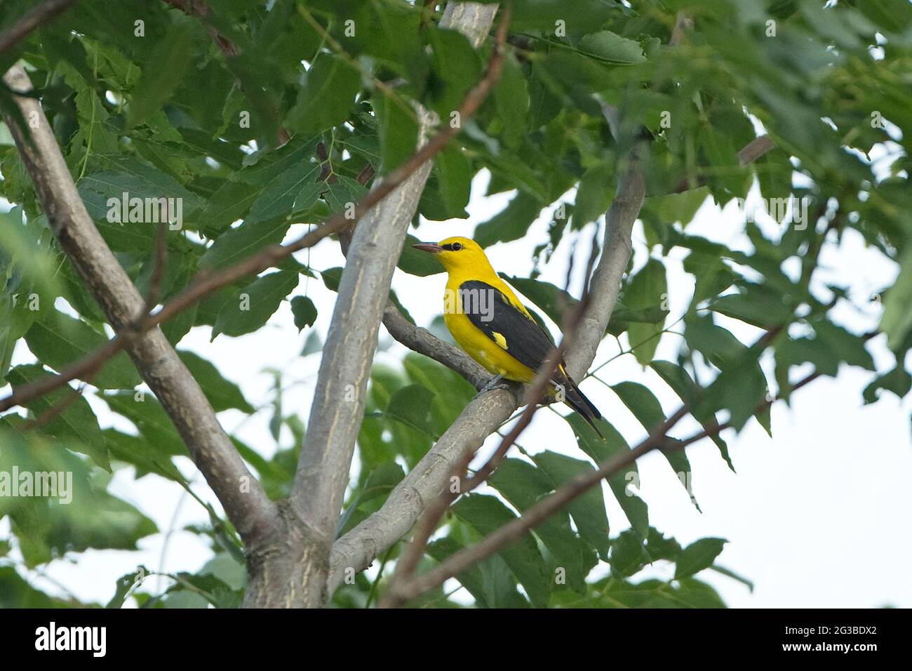 Male oriolus oriolus hi-res stock photography and images - Alamy