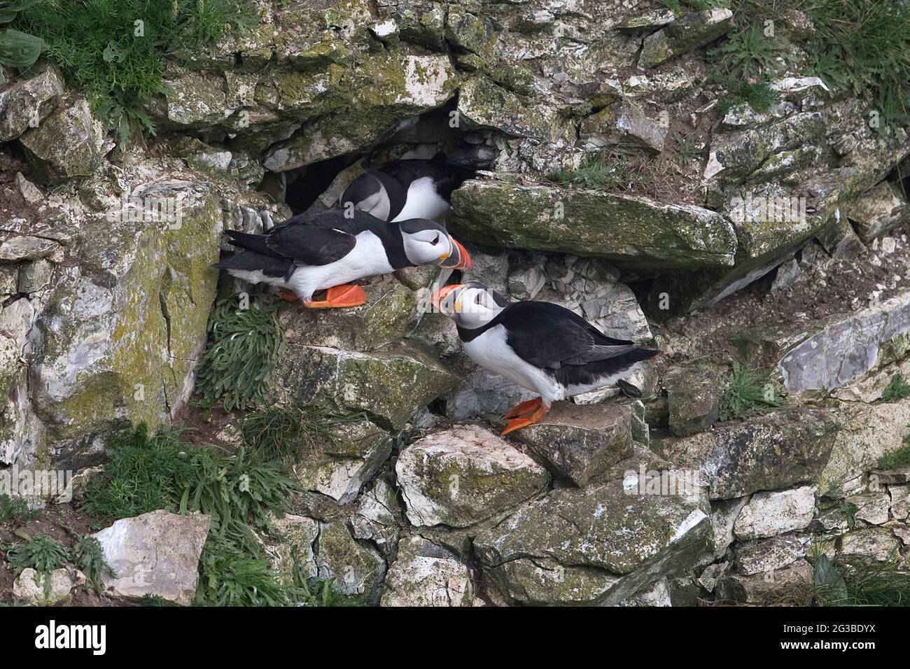 Puffin kissing hi-res stock photography and images - Alamy