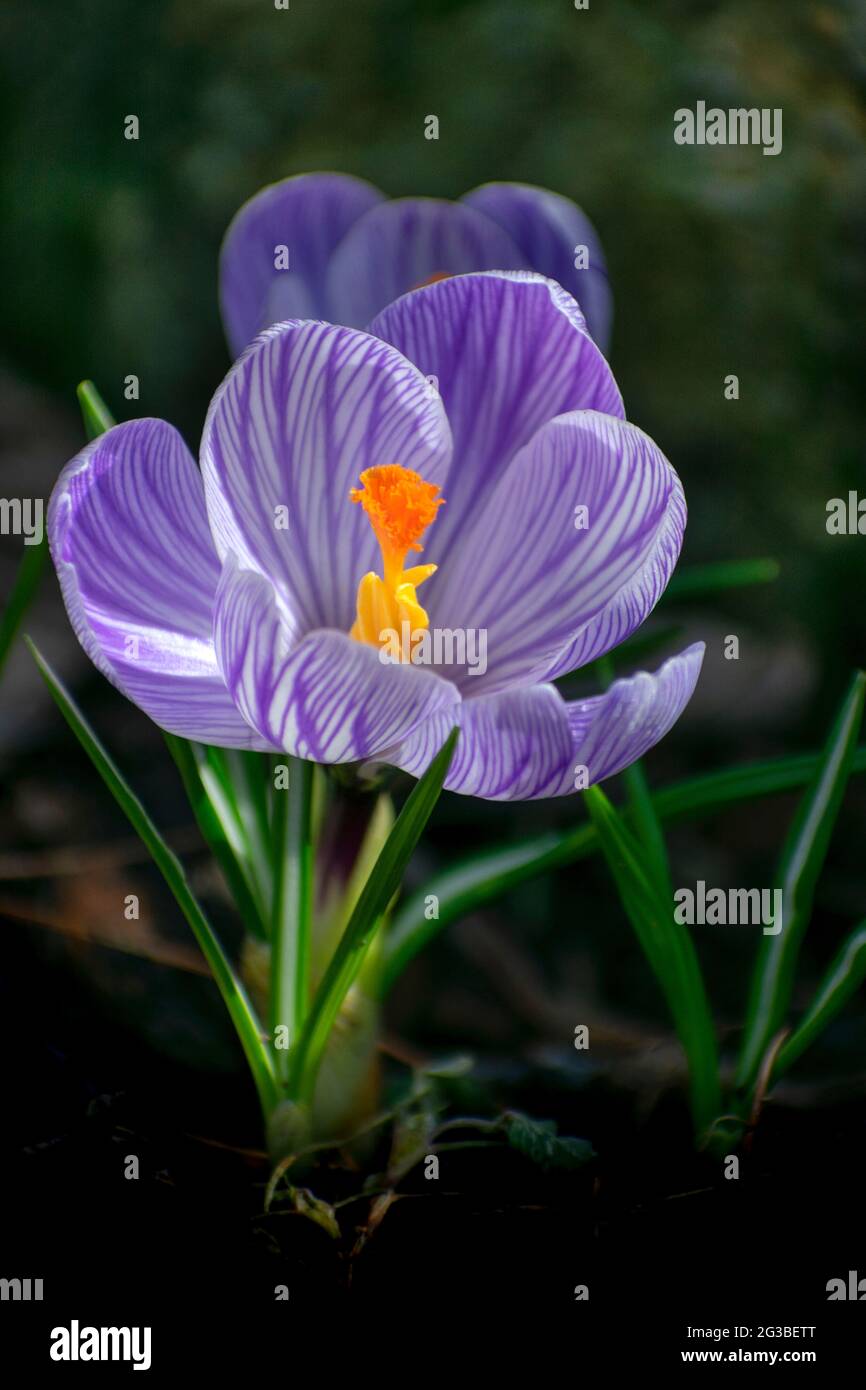 Purple crocus blooms hi-res stock photography and images - Alamy