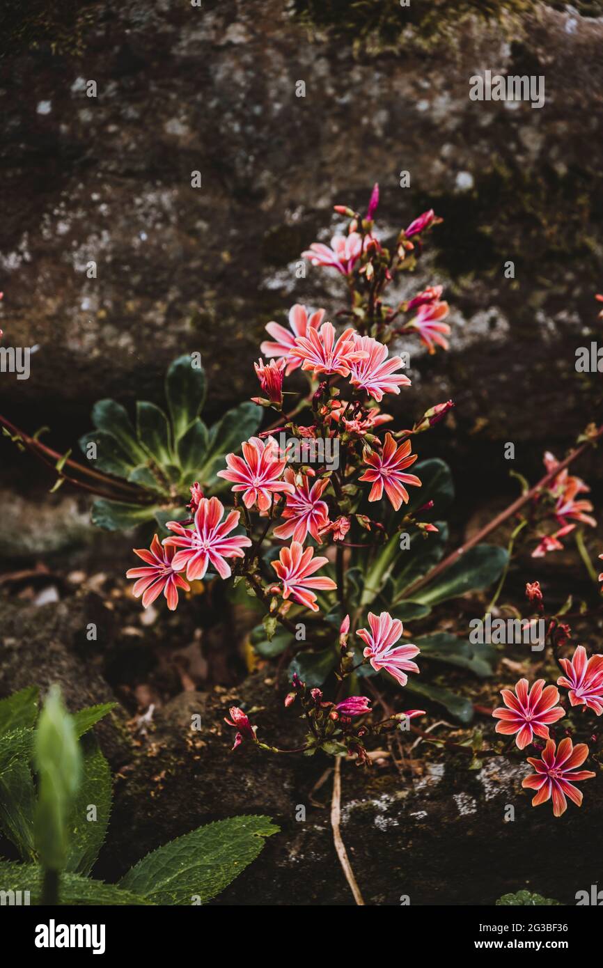 Swiss Garden Flowers Stock Photo - Alamy
