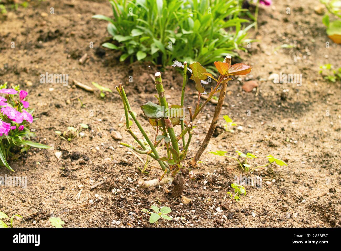 Rose sapling hi-res stock photography and images - Alamy