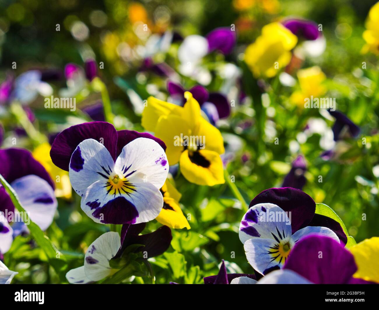 A red purple flower in focus and a sea of flowers out of focus Stock ...
