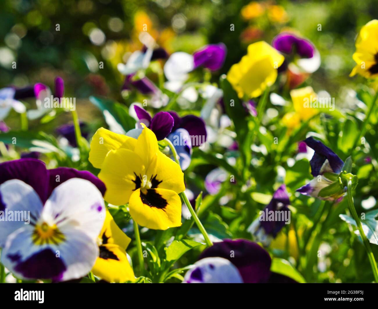 A yellow flower in focus and a sea of flowers out of focus Stock Photo ...