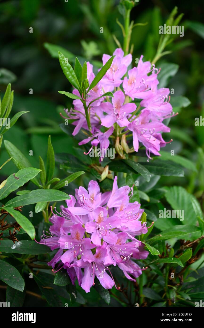 Sky pilot flowers hi-res stock photography and images - Alamy