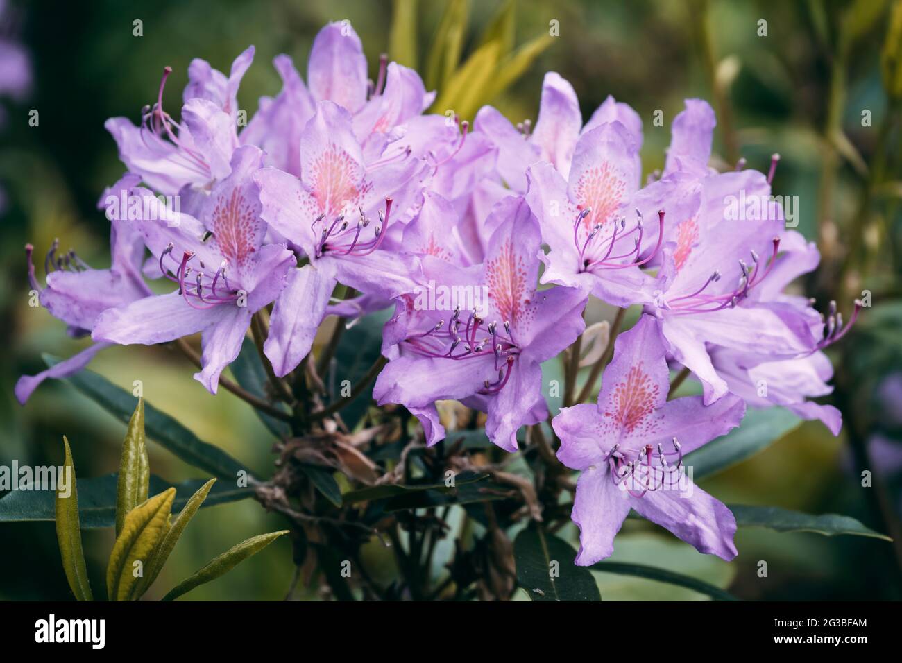Swiss Garden Flowers Stock Photo - Alamy