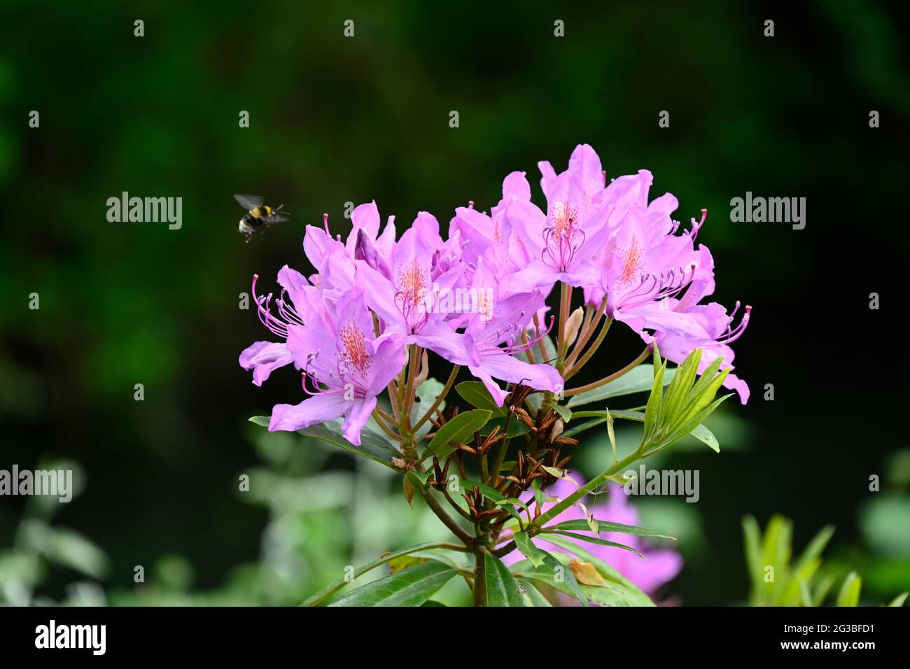Swiss Garden Flowers Stock Photo - Alamy