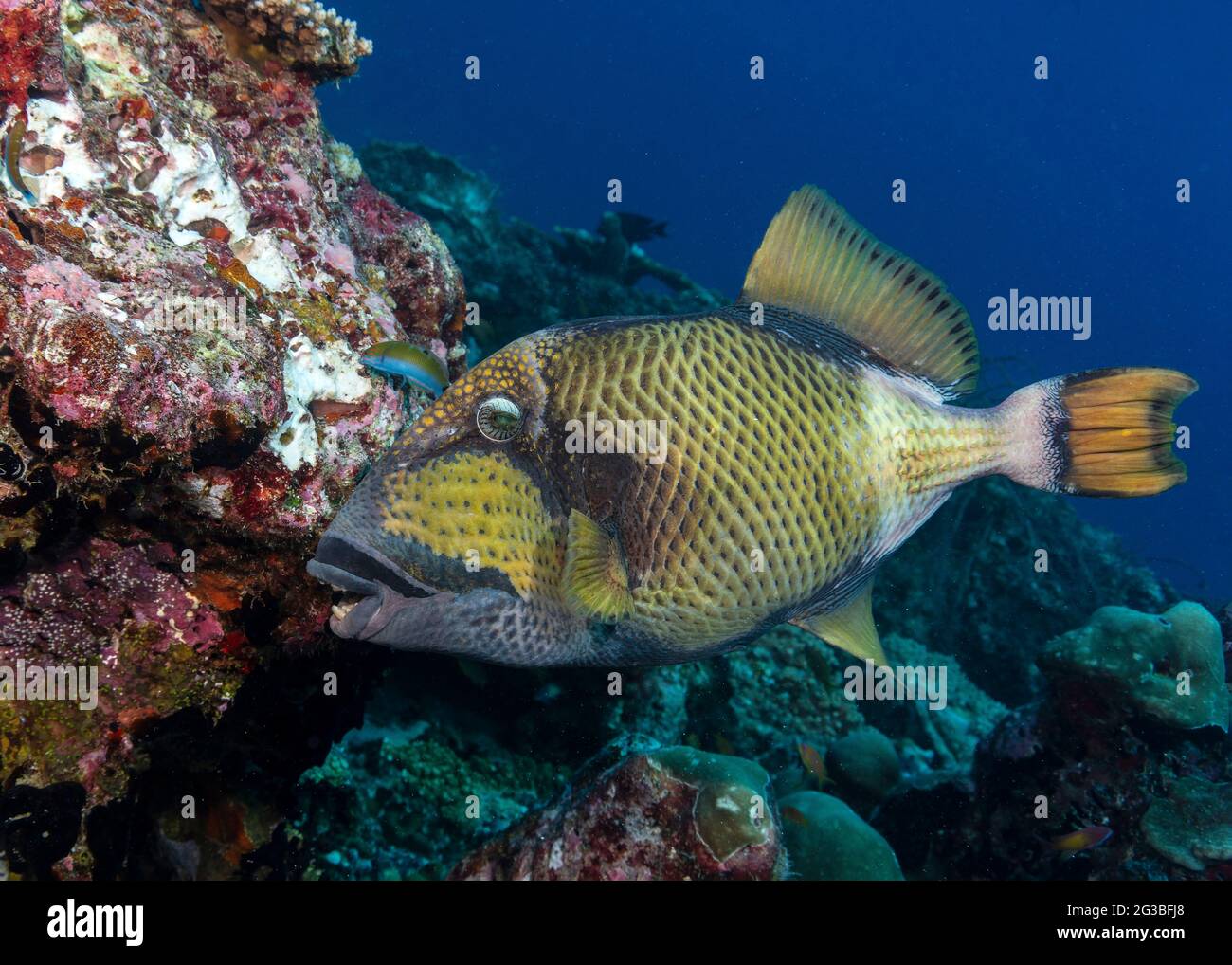 Titan Triggerfish, Balistoides viridescens, feeding coral in Maldives ...