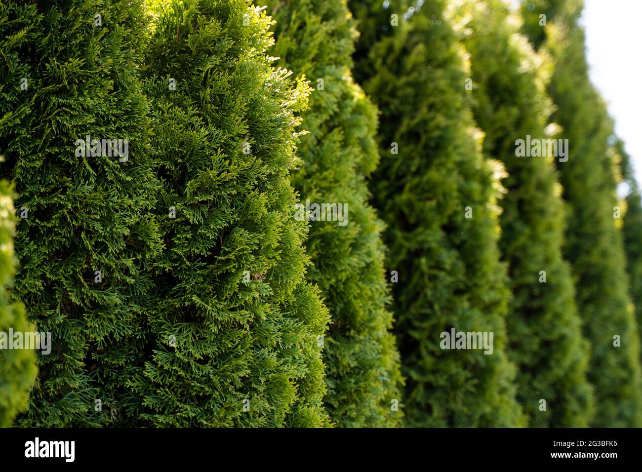 Emerald arborvitae plant hi-res stock photography and images - Alamy