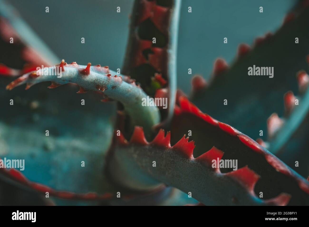 Aloe Vera Coral Fire leaf closeup. Small indoor home plant gardening ...