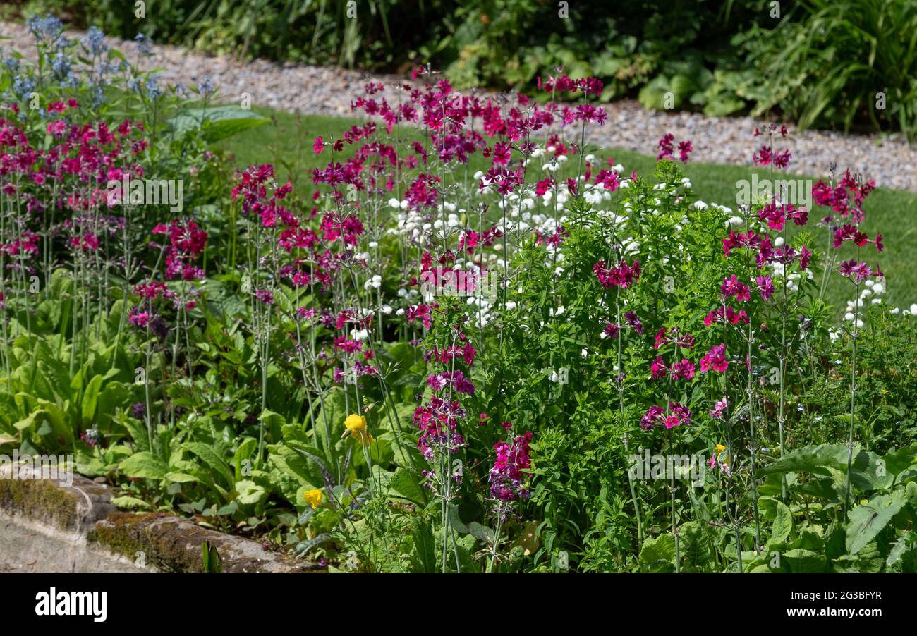 Primula Candelabra in a flower bed at York Gate Garden, Leeds, England ...