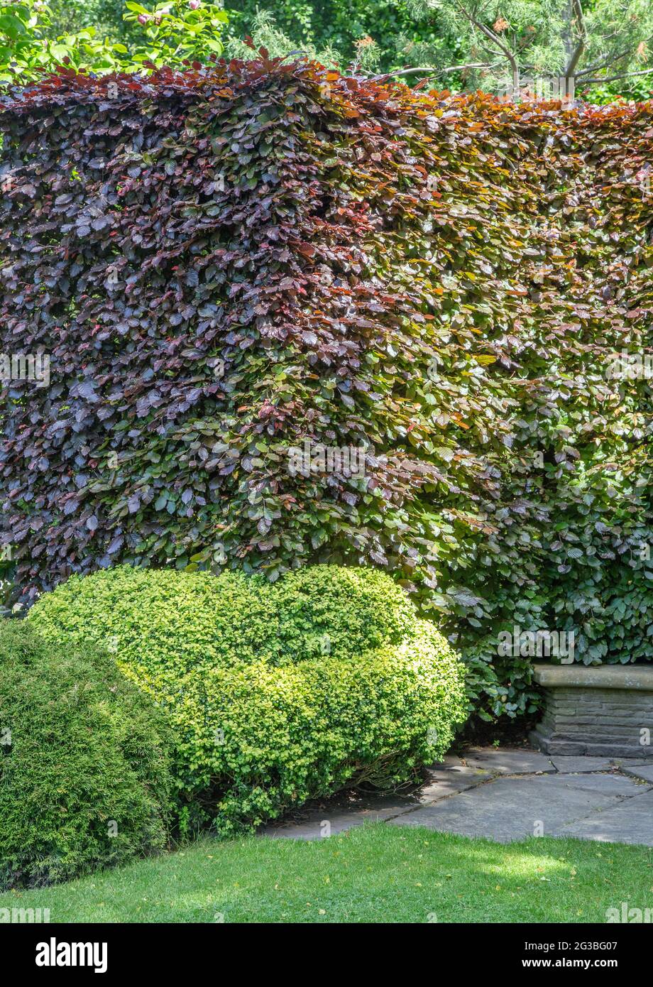 A Copper Beech (Fagus Sylvatica Purpurea) hedge in summer Stock Photo ...